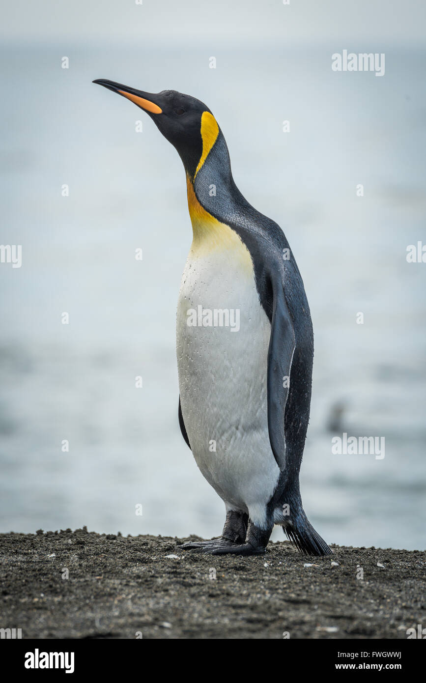 King penguin stretching neck on sandy beach Stock Photo - Alamy