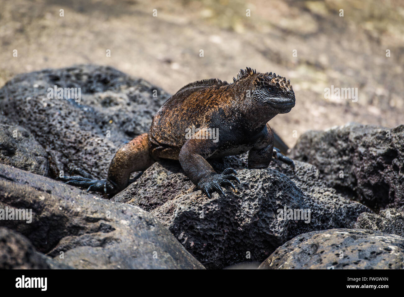 Marine iguana climbing over grey volcanic rock Stock Photo - Alamy