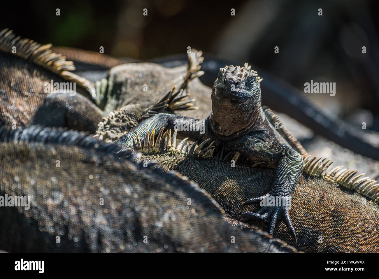 Marine iguana climbing over others in sunlight Stock Photo - Alamy
