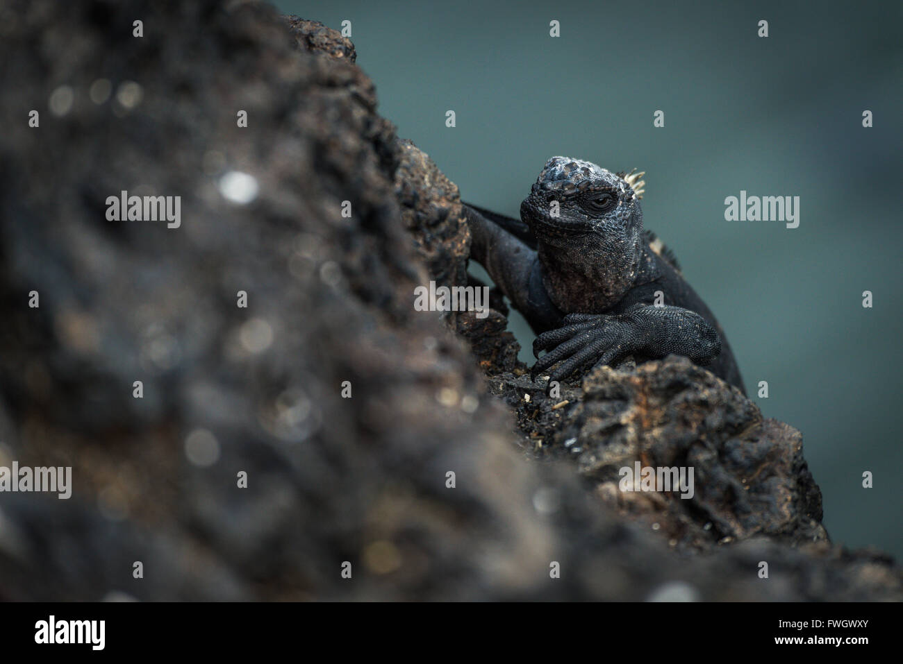 Marine iguana climbing up black volcanic cliff Stock Photo - Alamy