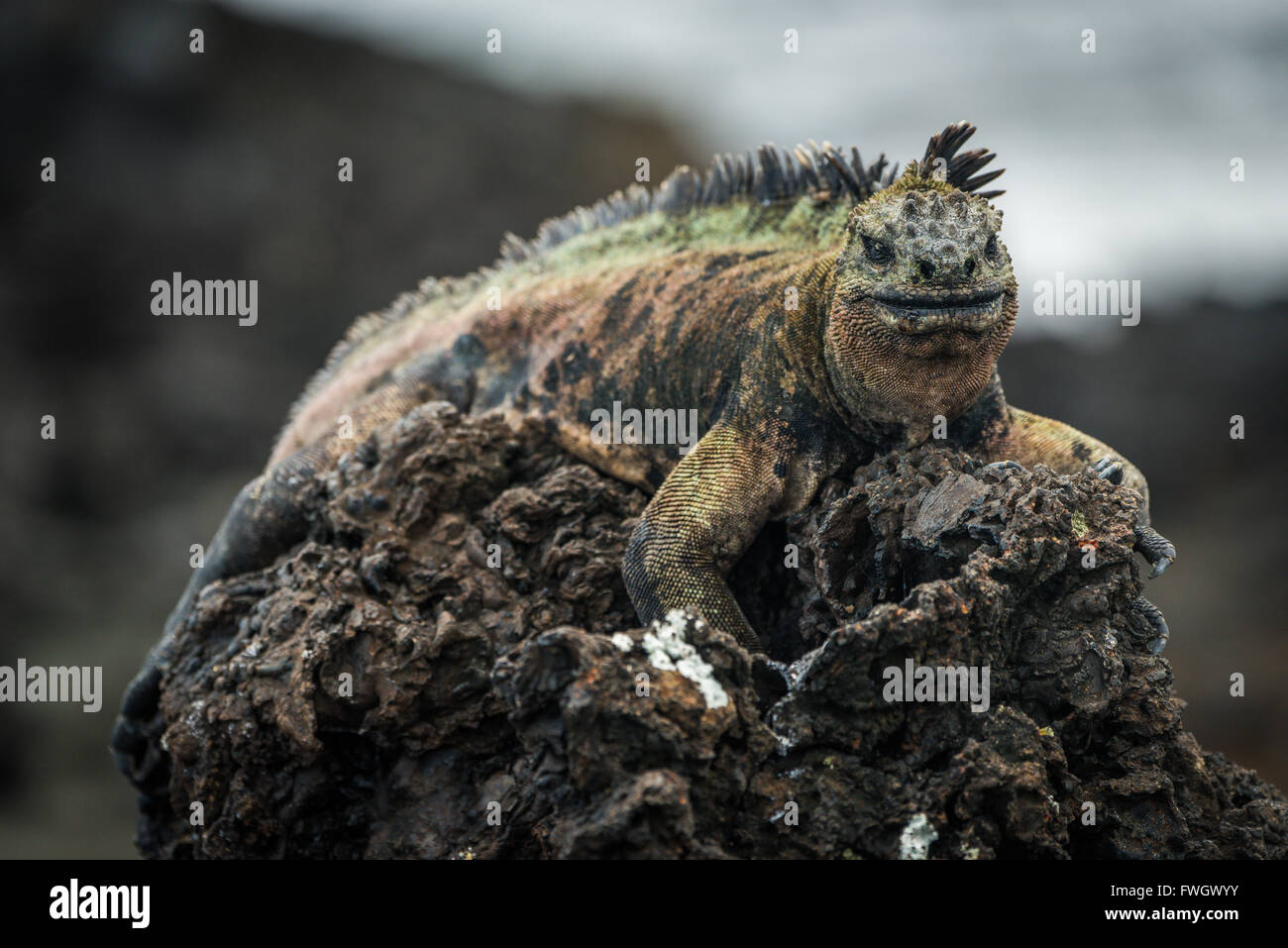 Marine iguana perched high on volcanic rock Stock Photo - Alamy