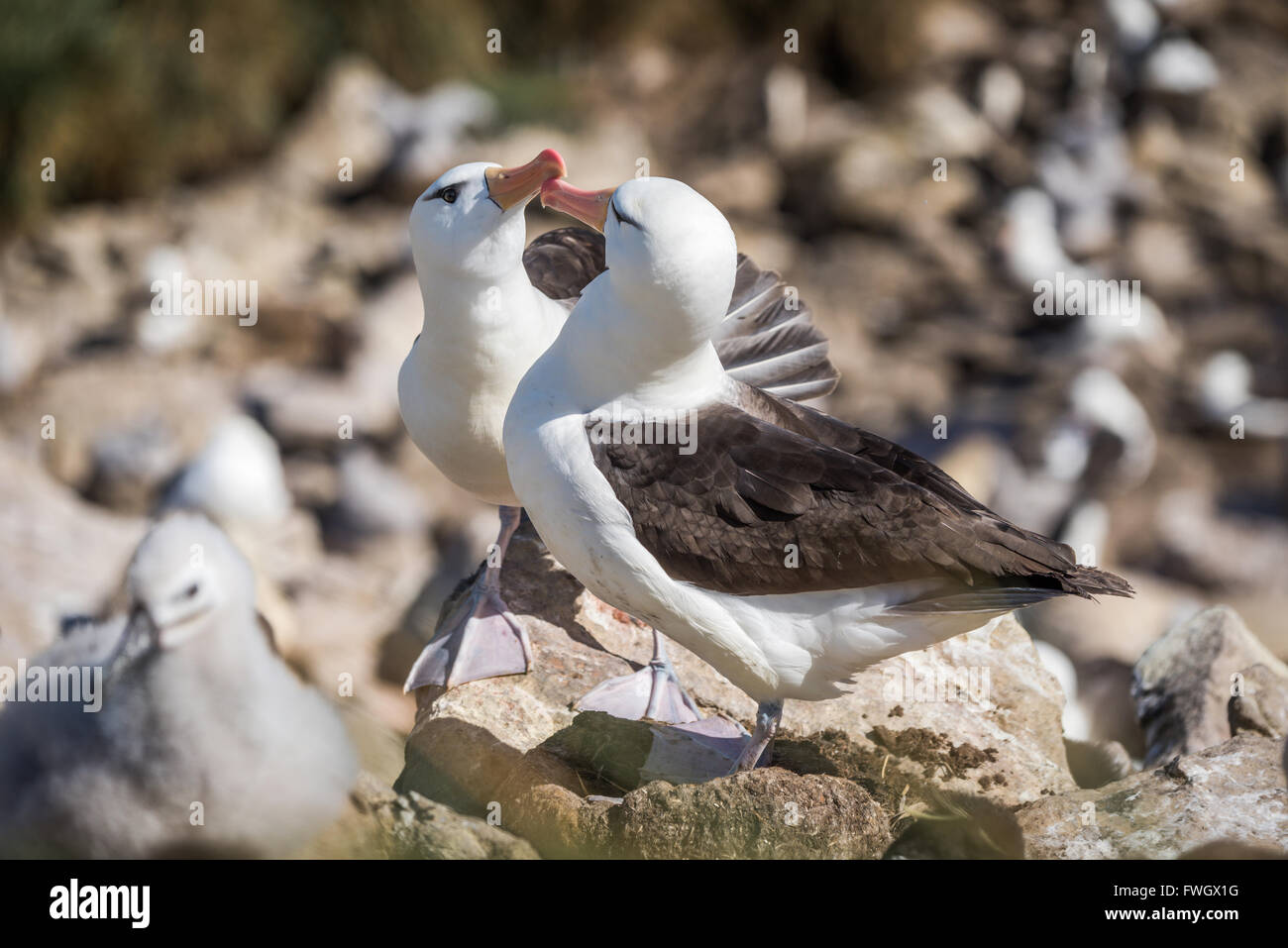 Pair of courting black-browed albatross touching beaks Stock Photo - Alamy