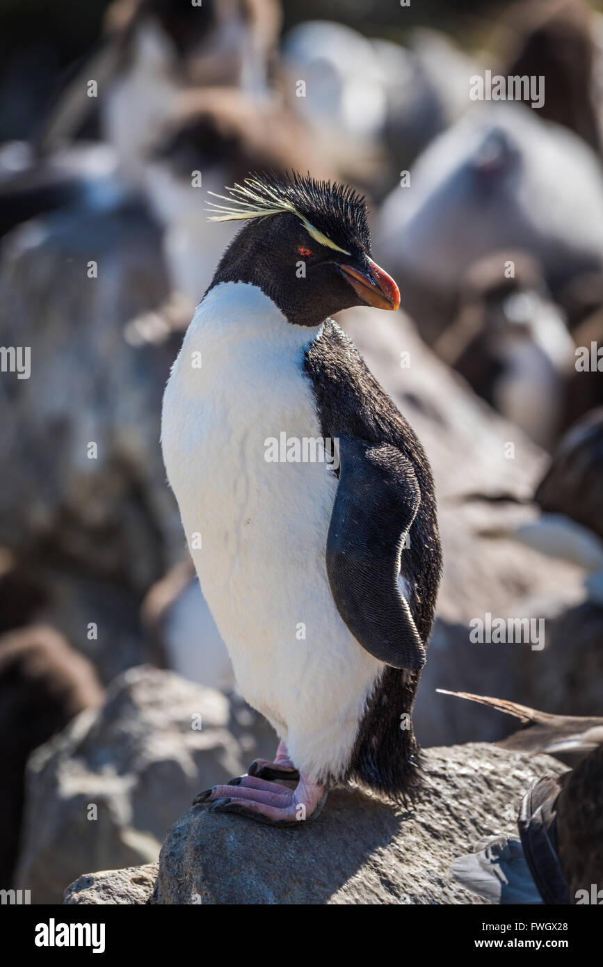 Rockhopper penguin posing on rock in colony Stock Photo - Alamy