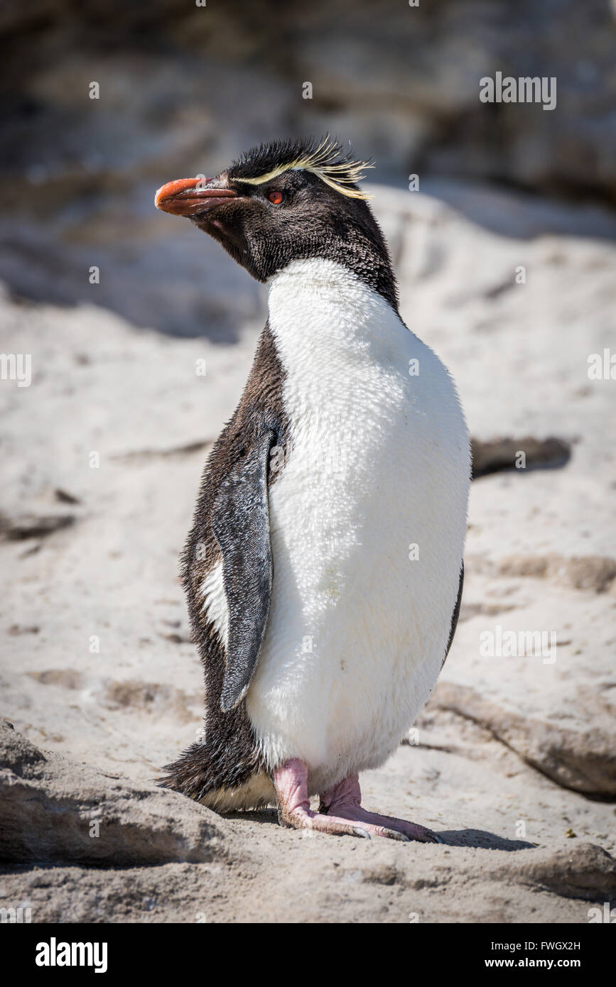 Rockhopper penguin posing on rock in sunshine Stock Photo - Alamy