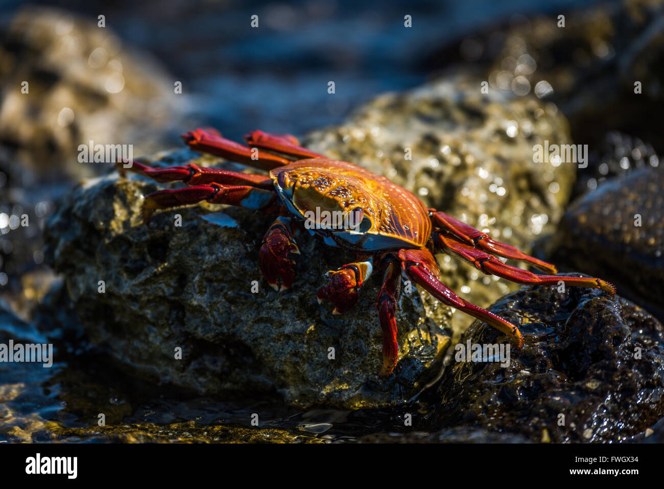 Sally Lightfoot crab climbing over wet rocks Stock Photo - Alamy