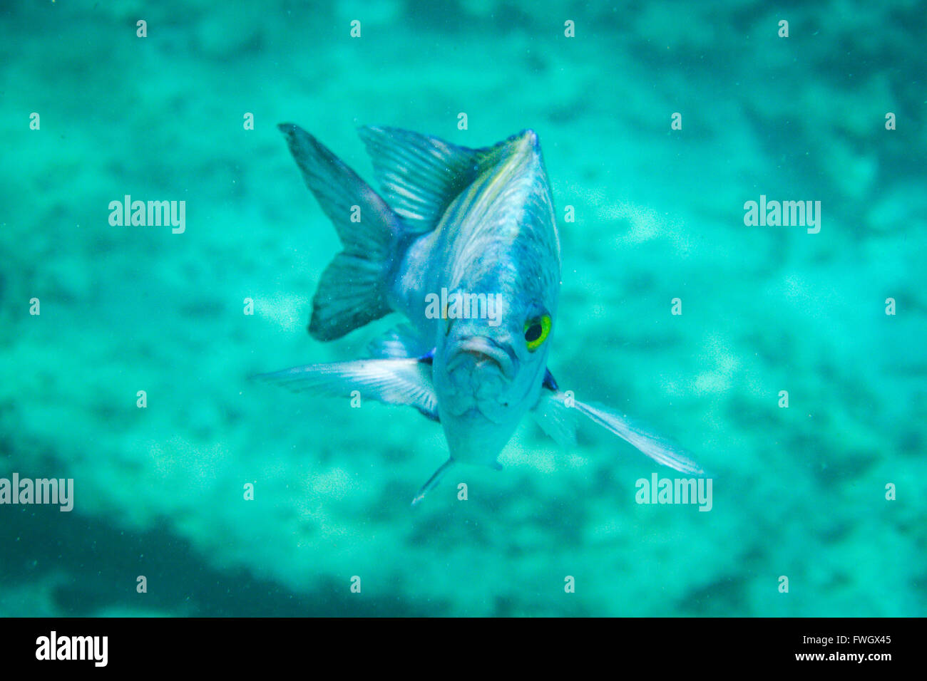 Sergeant major fish with an angry frown Stock Photo - Alamy