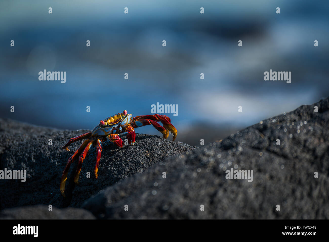 Sally Lightfoot crab walking along black rock Stock Photo - Alamy