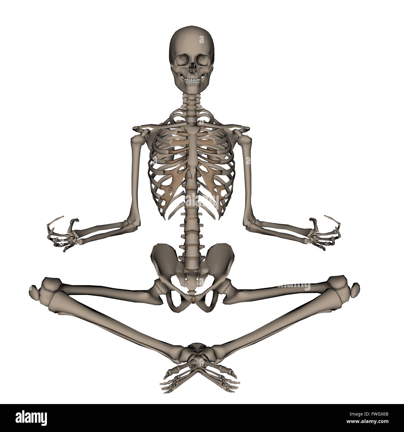 Frontview of human skeleton meditation isolated in white background ...