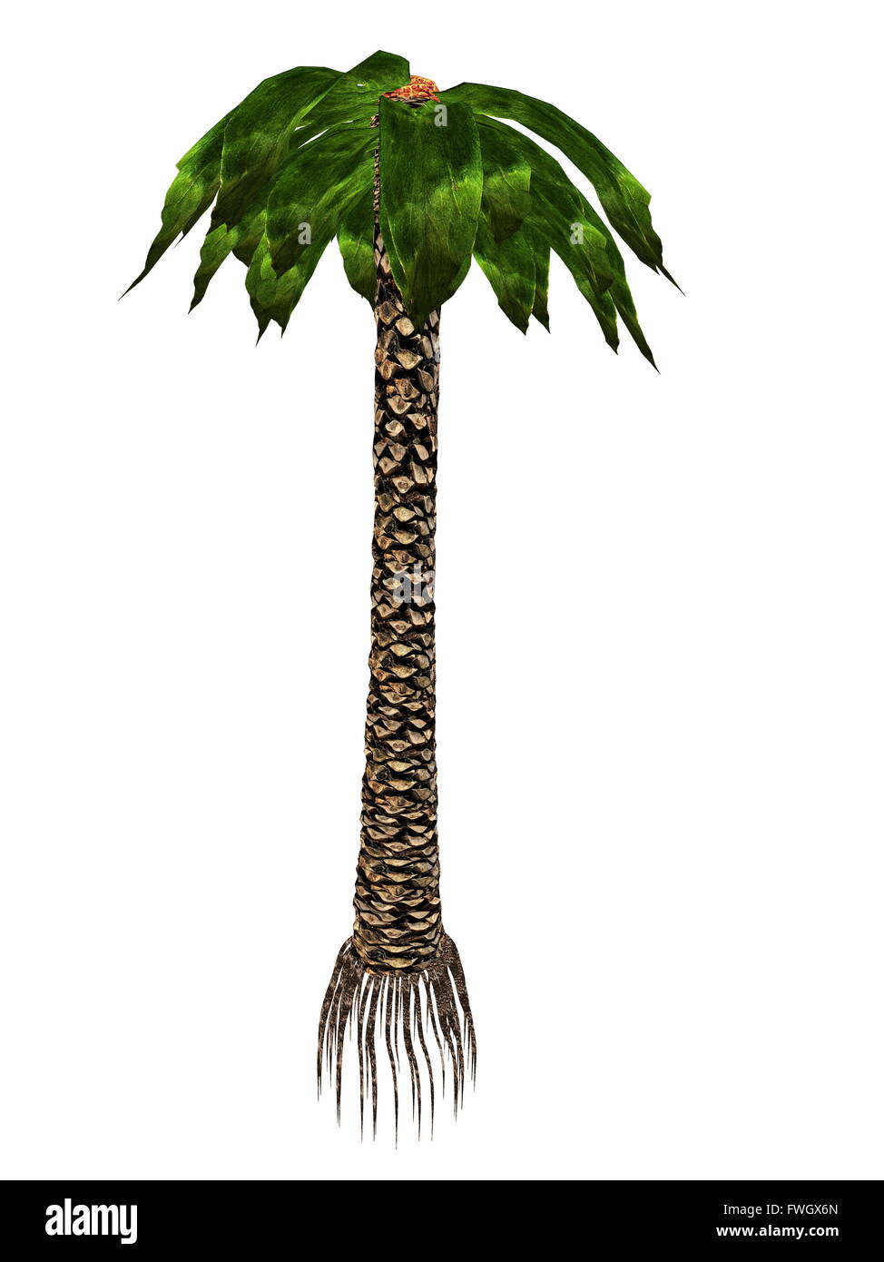 Bjuvia simplex prehistoric tree isolated in white background - 3D ...