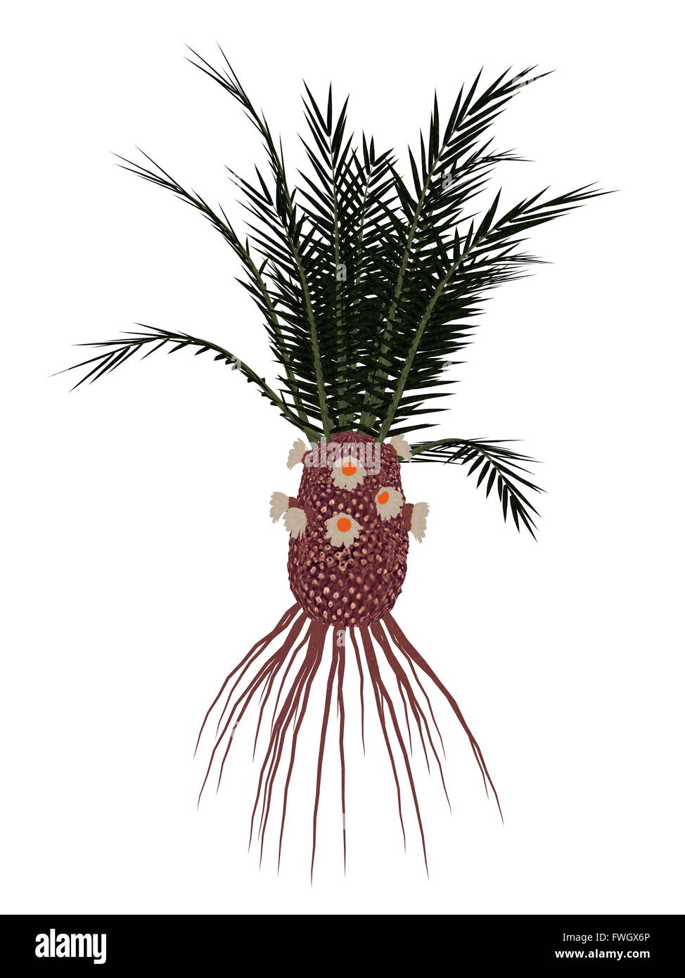 Cycadeoidea gigantea prehistoric plant isolated in white background ...