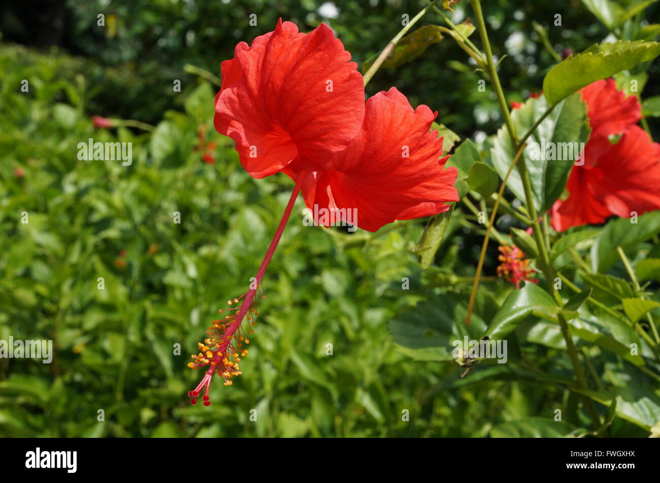 Double bloom red hibiscus flower Stock Photo - Alamy