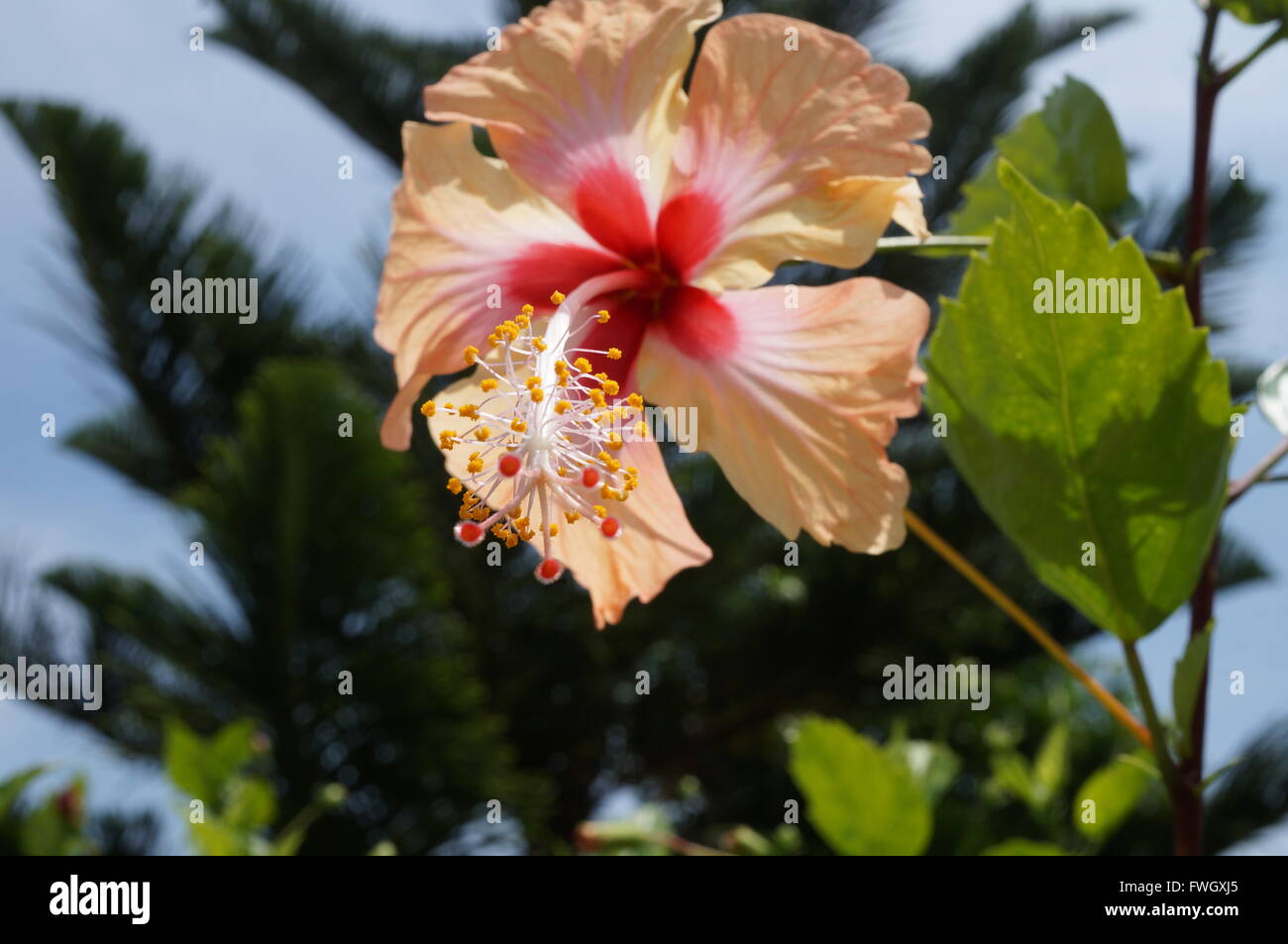 Pale orange hibiscus flower with a red center Stock Photo - Alamy