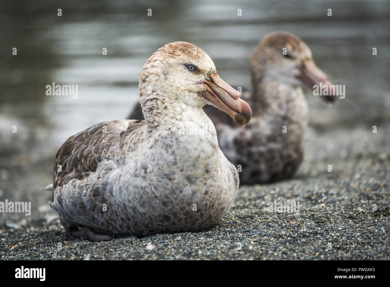 Two northern giant petrels sitting on beach Stock Photo - Alamy
