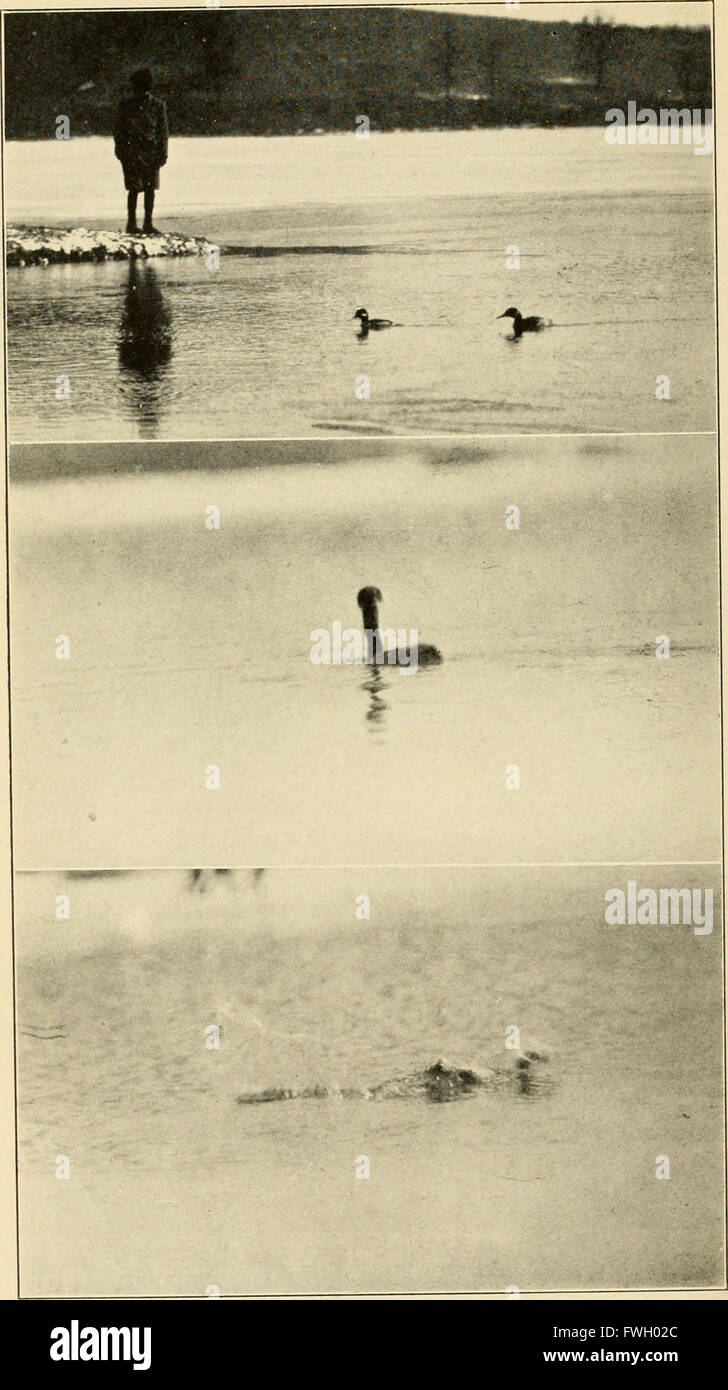 Auk font hi-res stock photography and images - Alamy