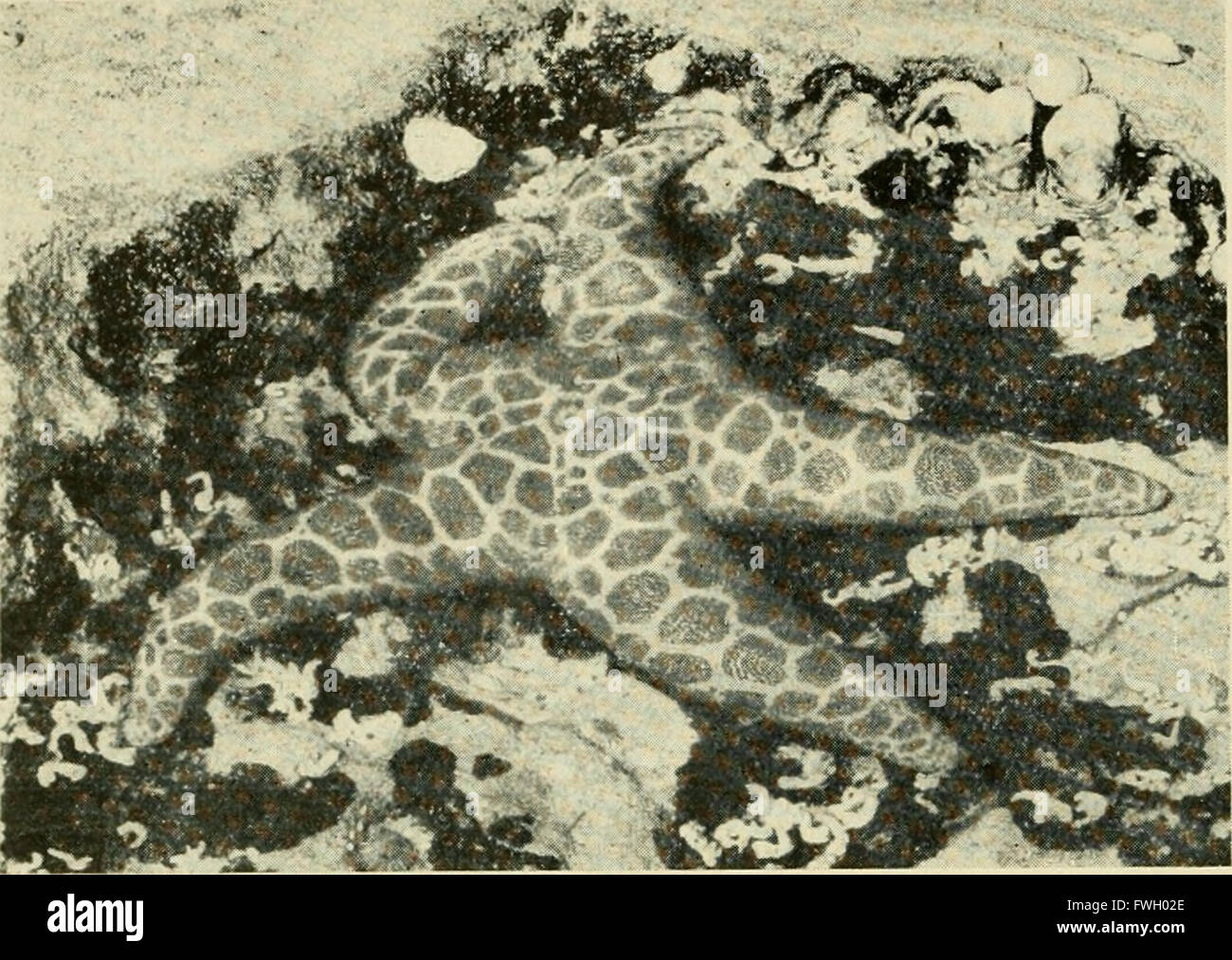 The 1921 edition of 'The Australian Museum Magazine' features research ...