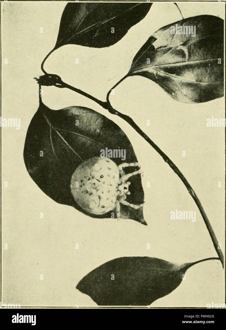 The Australian Museum magazine (1921 Stock Photo - Alamy