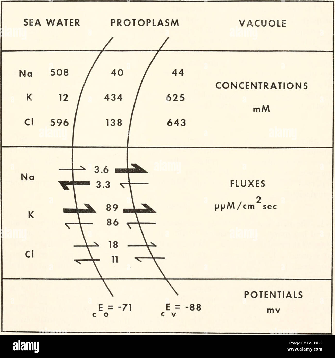 The Biological bulletin Stock Photo - Alamy
