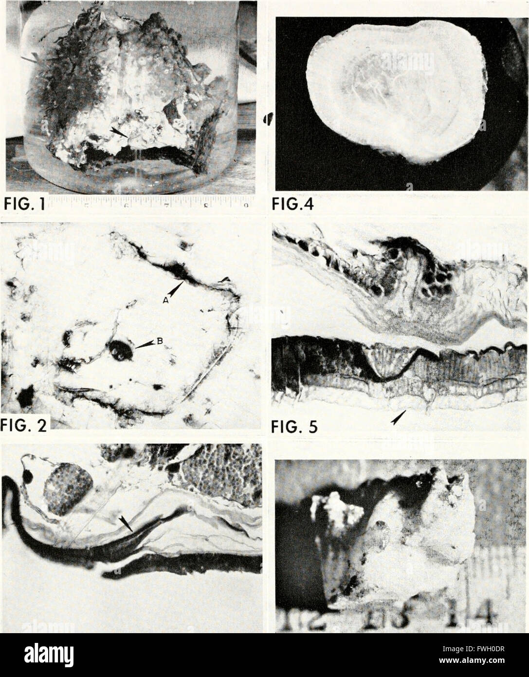 The 'Biological Bulletin' is a scientific journal that publishes ...