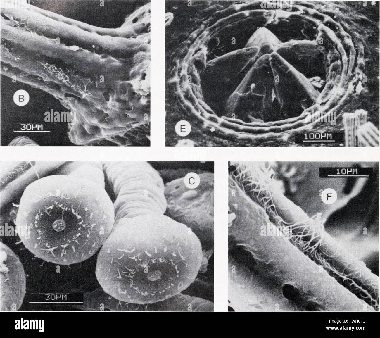 The 'Biological Bulletin' publishes research articles in the field of ...