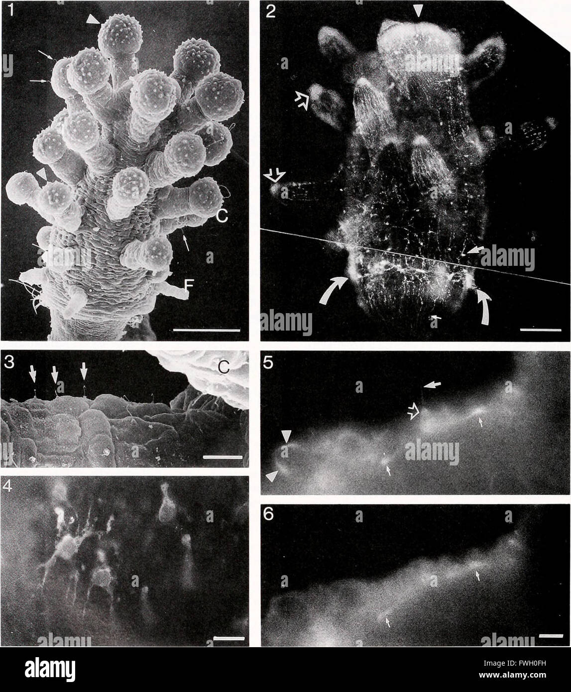 The Biological Bulletin features research and findings related to ...