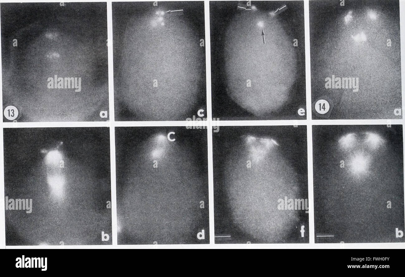 The Biological bulletin Stock Photo - Alamy