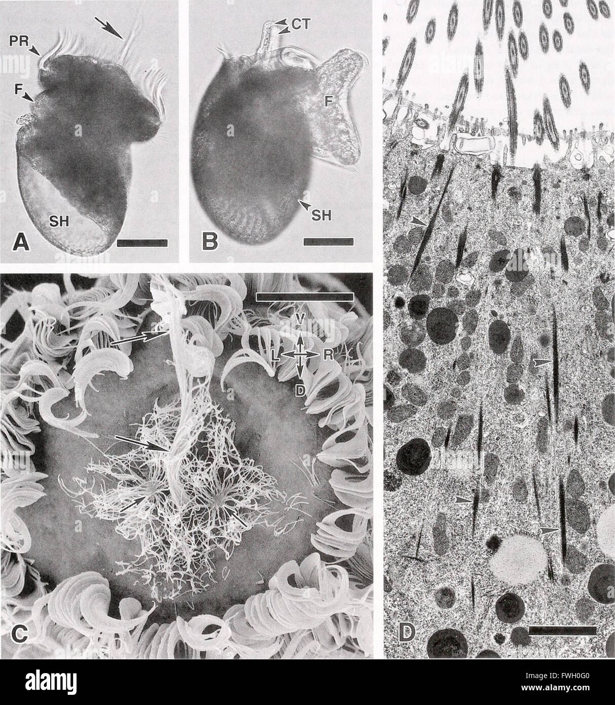 The *Biological Bulletin* publishes research articles on various ...