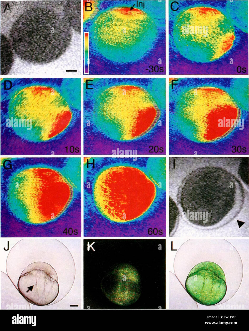 The Biological bulletin Stock Photo - Alamy