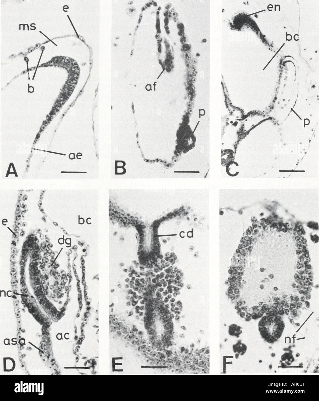 The Biological Bulletin publishes articles on biological research ...
