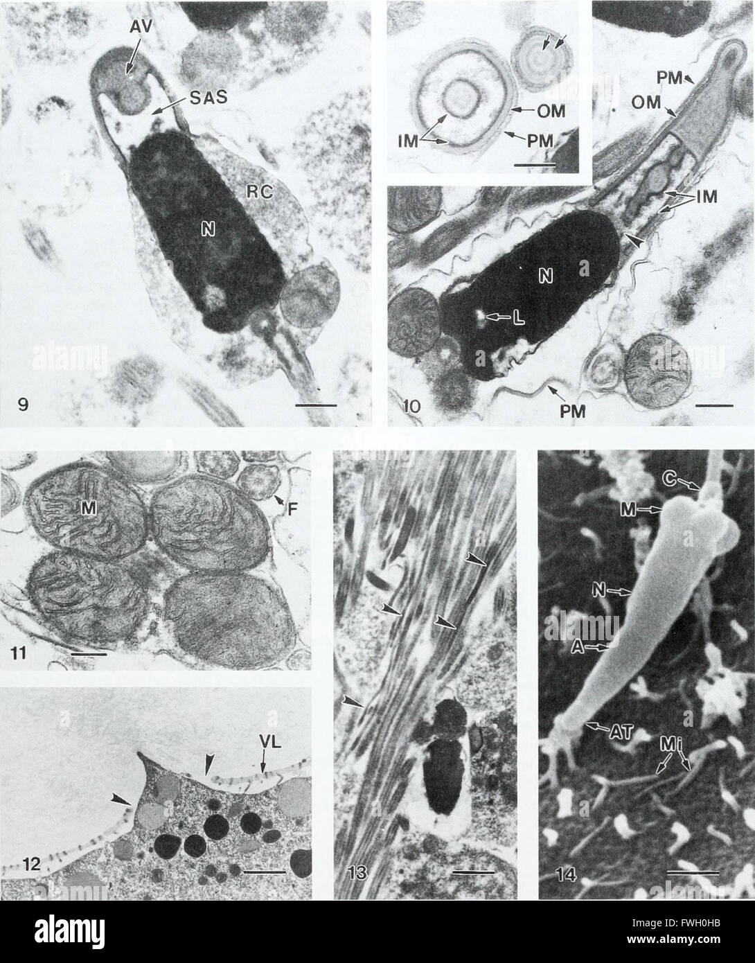 The Biological bulletin Stock Photo - Alamy