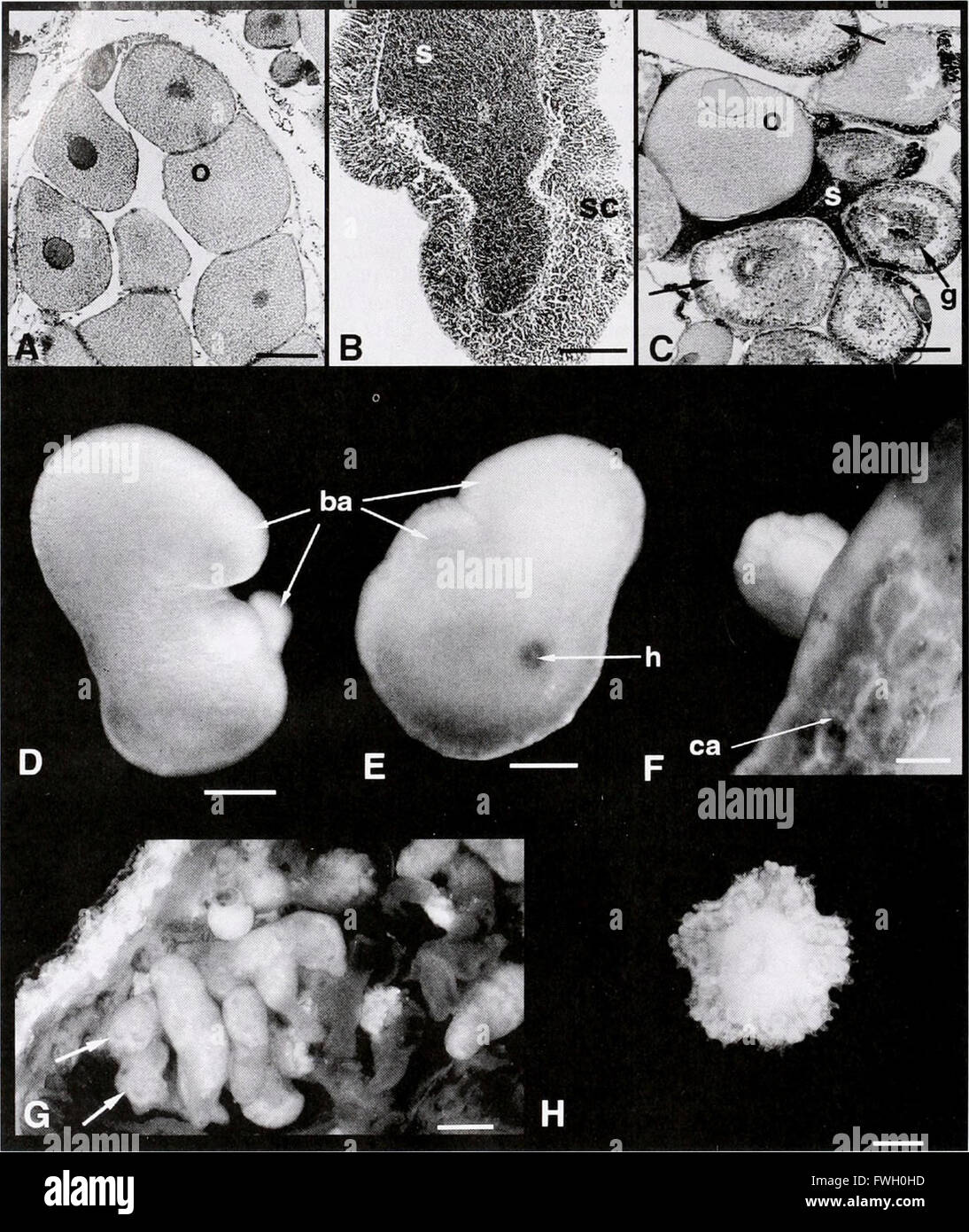 'The Biological Bulletin' publishes scholarly research articles in the ...
