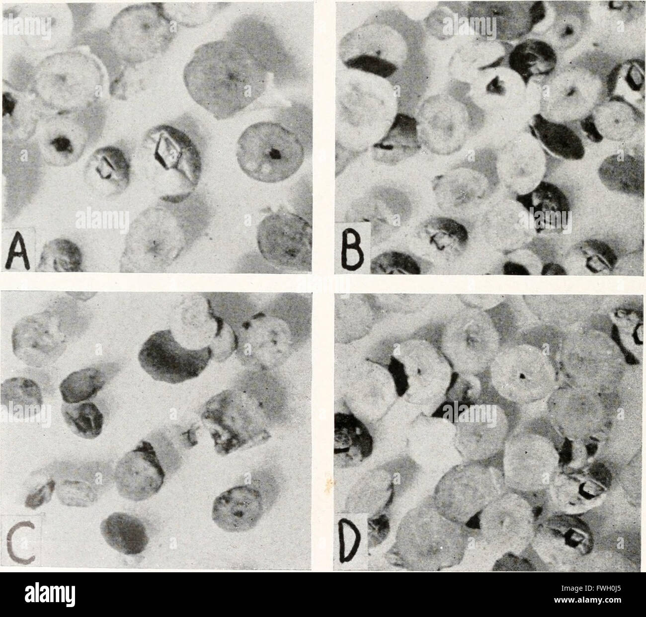 The 'Biological Bulletin' is a scholarly journal dedicated to research ...