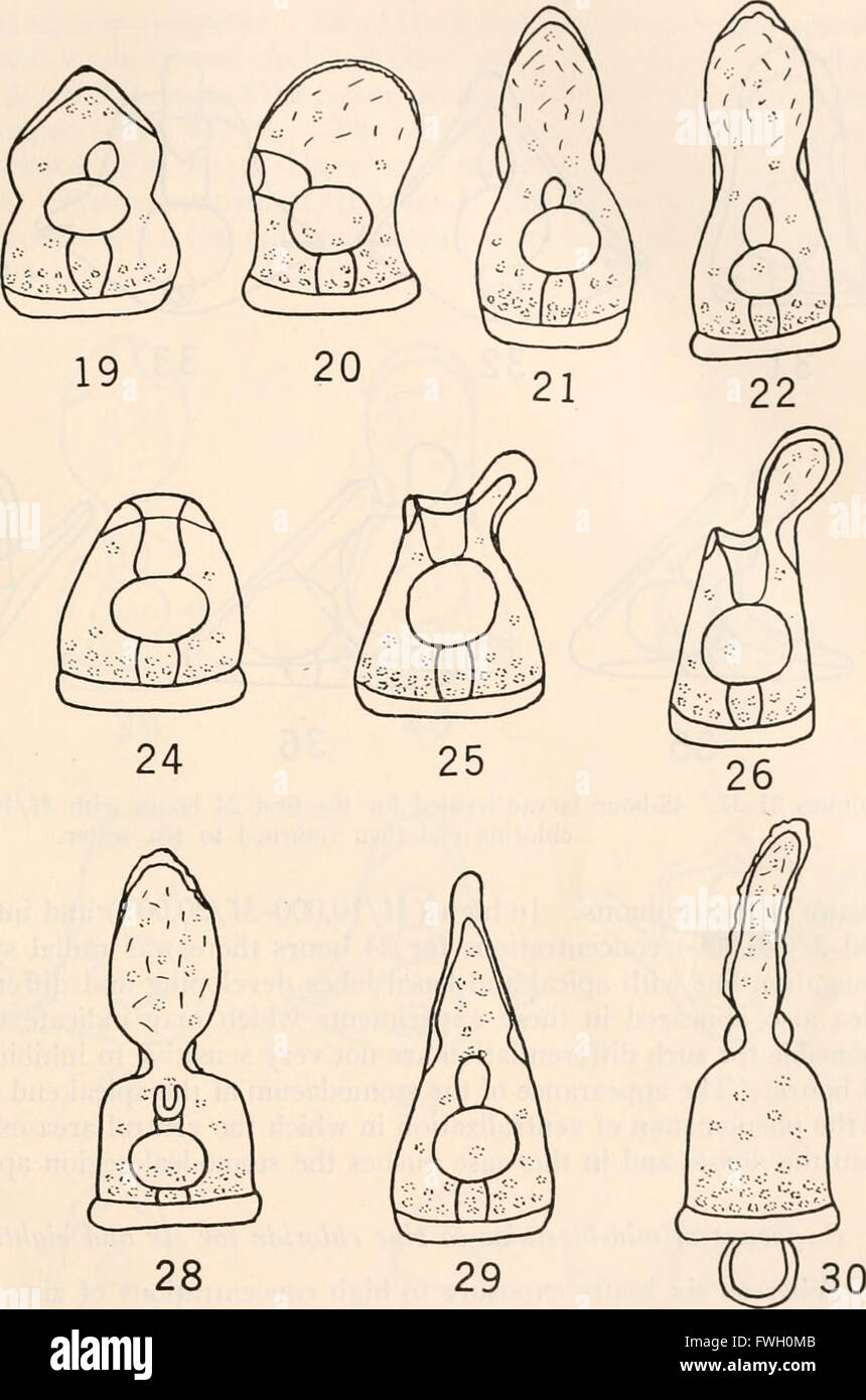 The Biological bulletin Stock Photo - Alamy