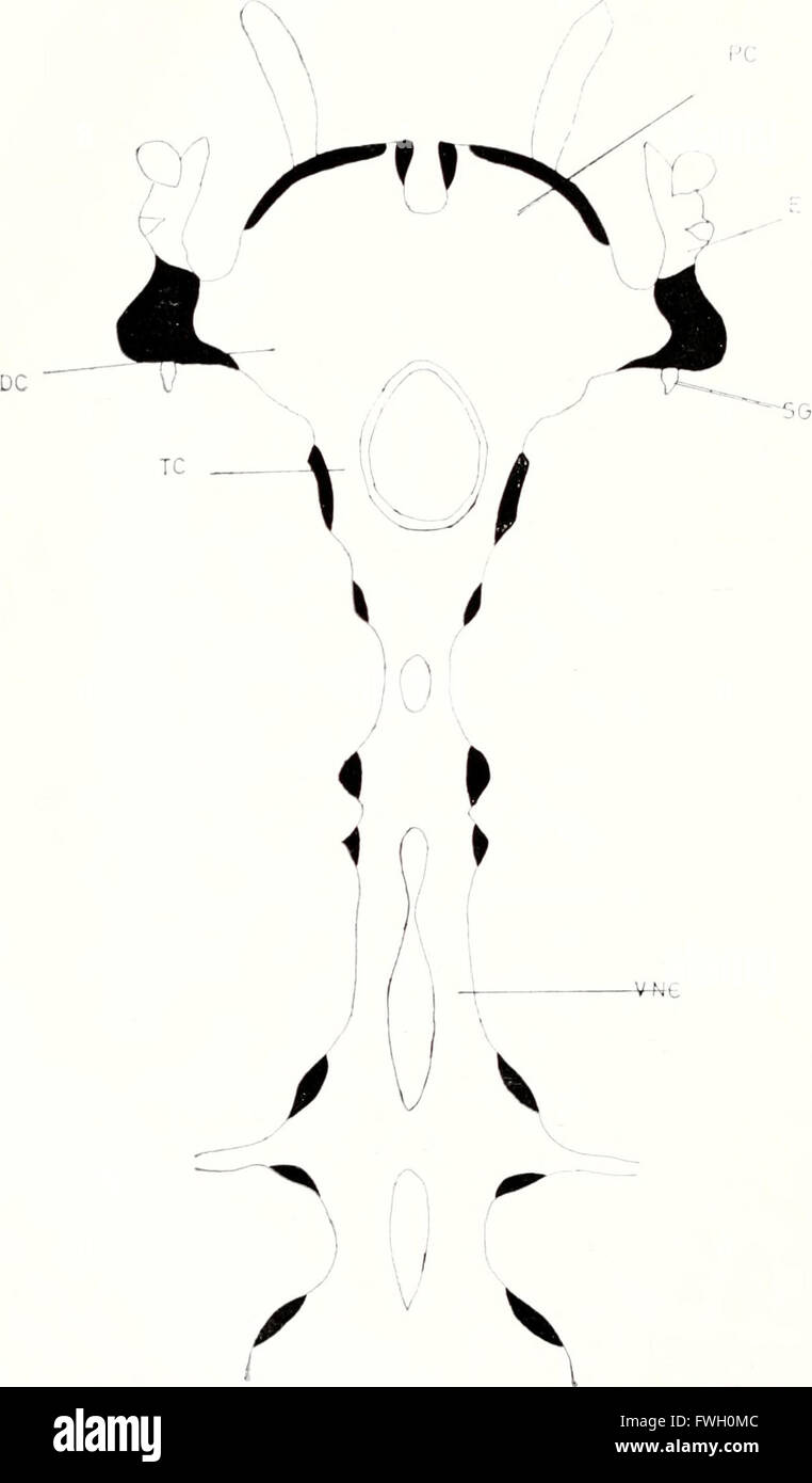 The 'Biological Bulletin' publishes articles on biological research ...