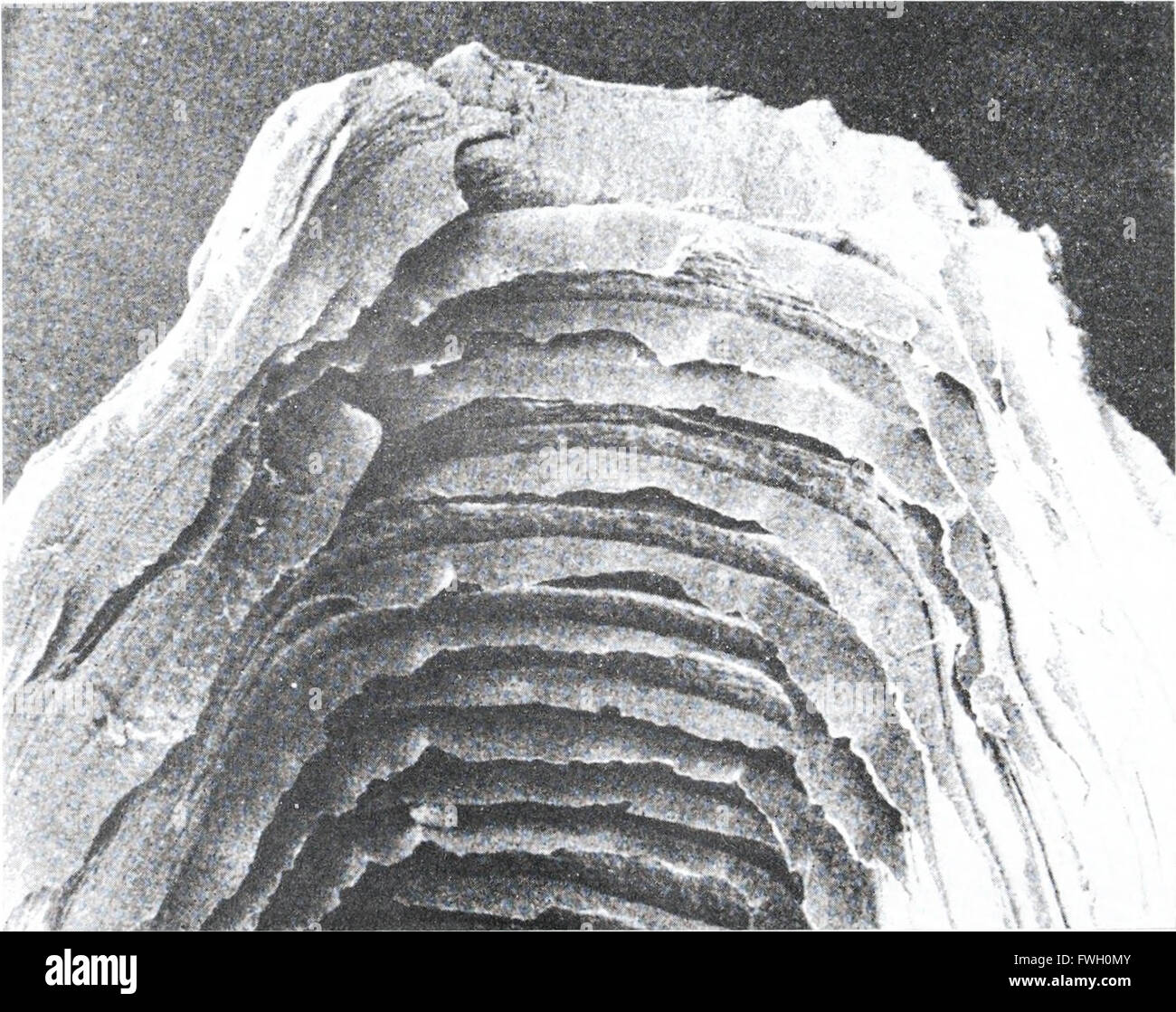 The Biological bulletin Stock Photo - Alamy