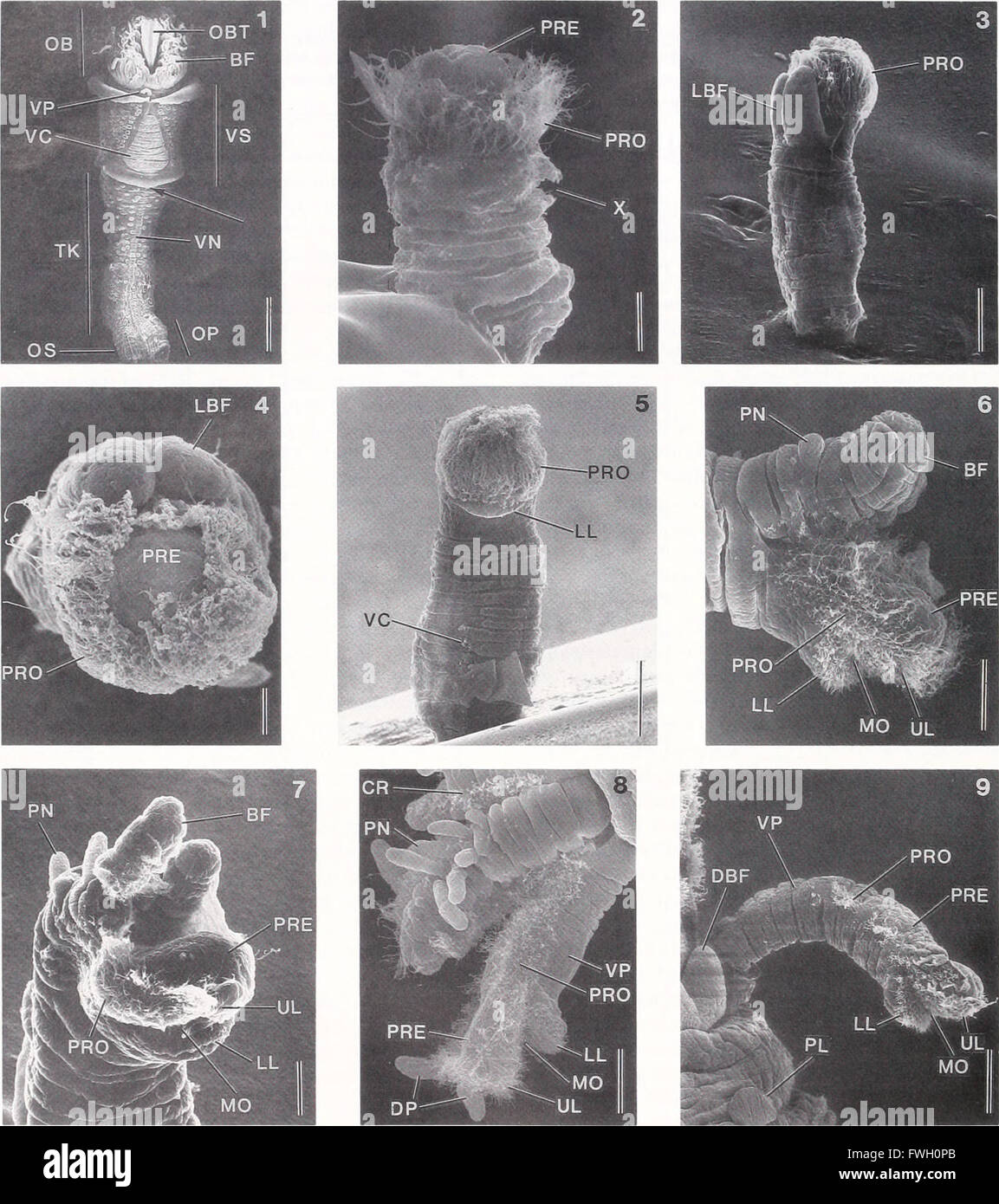 The Biological Bulletin publishes scientific articles on biological ...