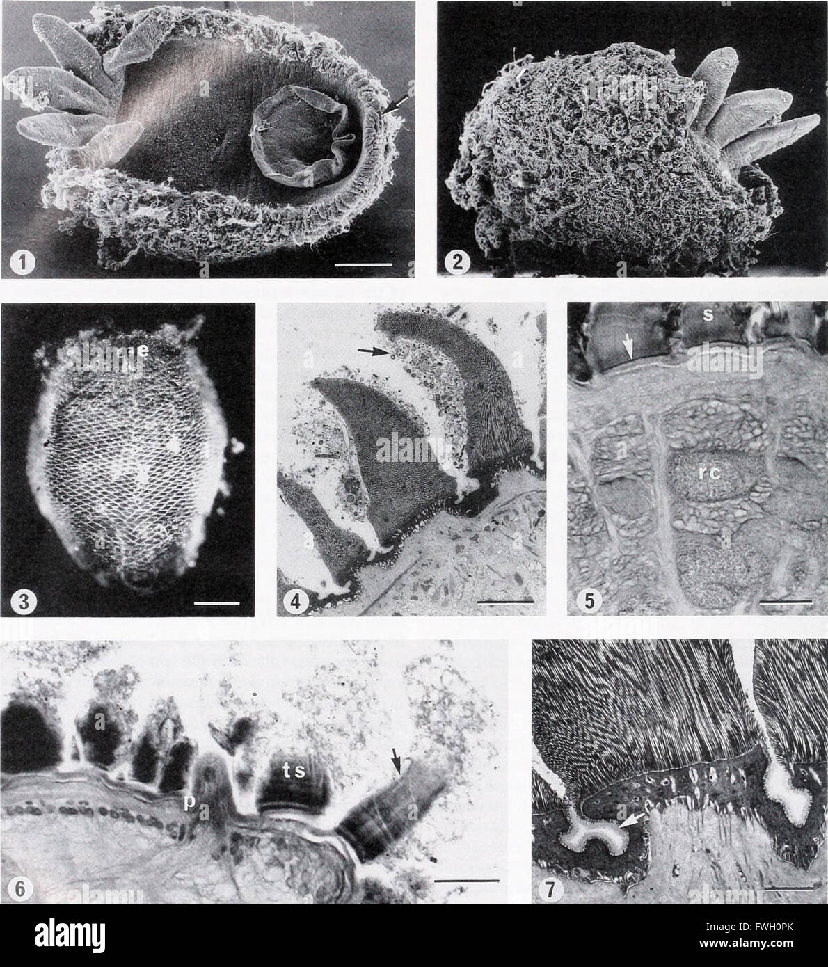 The Biological Bulletin publishes research in the biological sciences ...