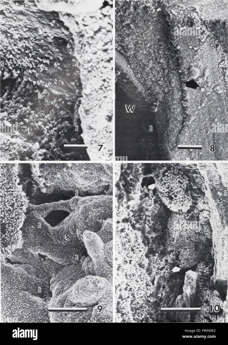 The Biological bulletin Stock Photo - Alamy