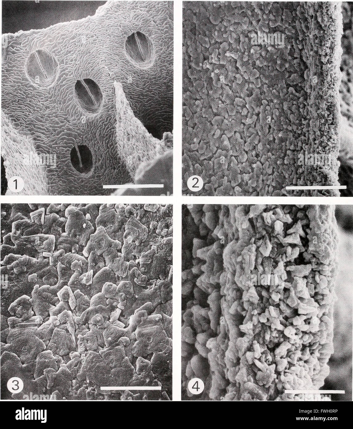 The Biological bulletin Stock Photo - Alamy