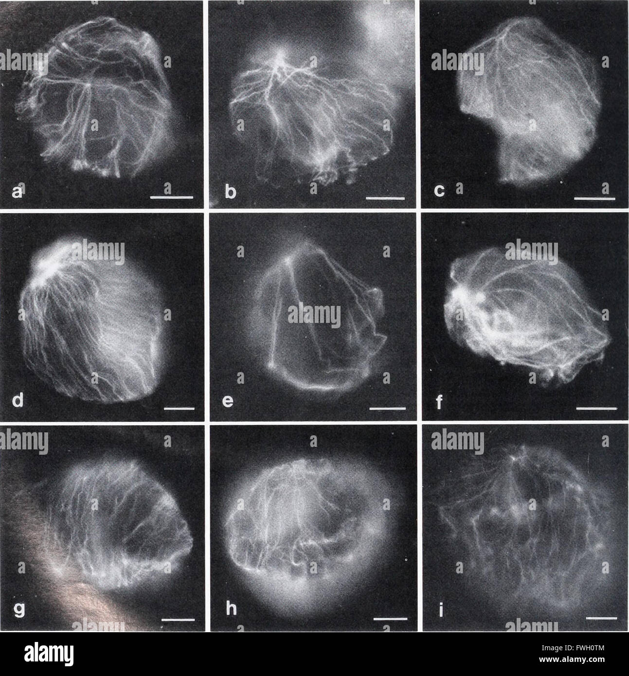 The 'Biological Bulletin' publishes scientific articles and research in ...