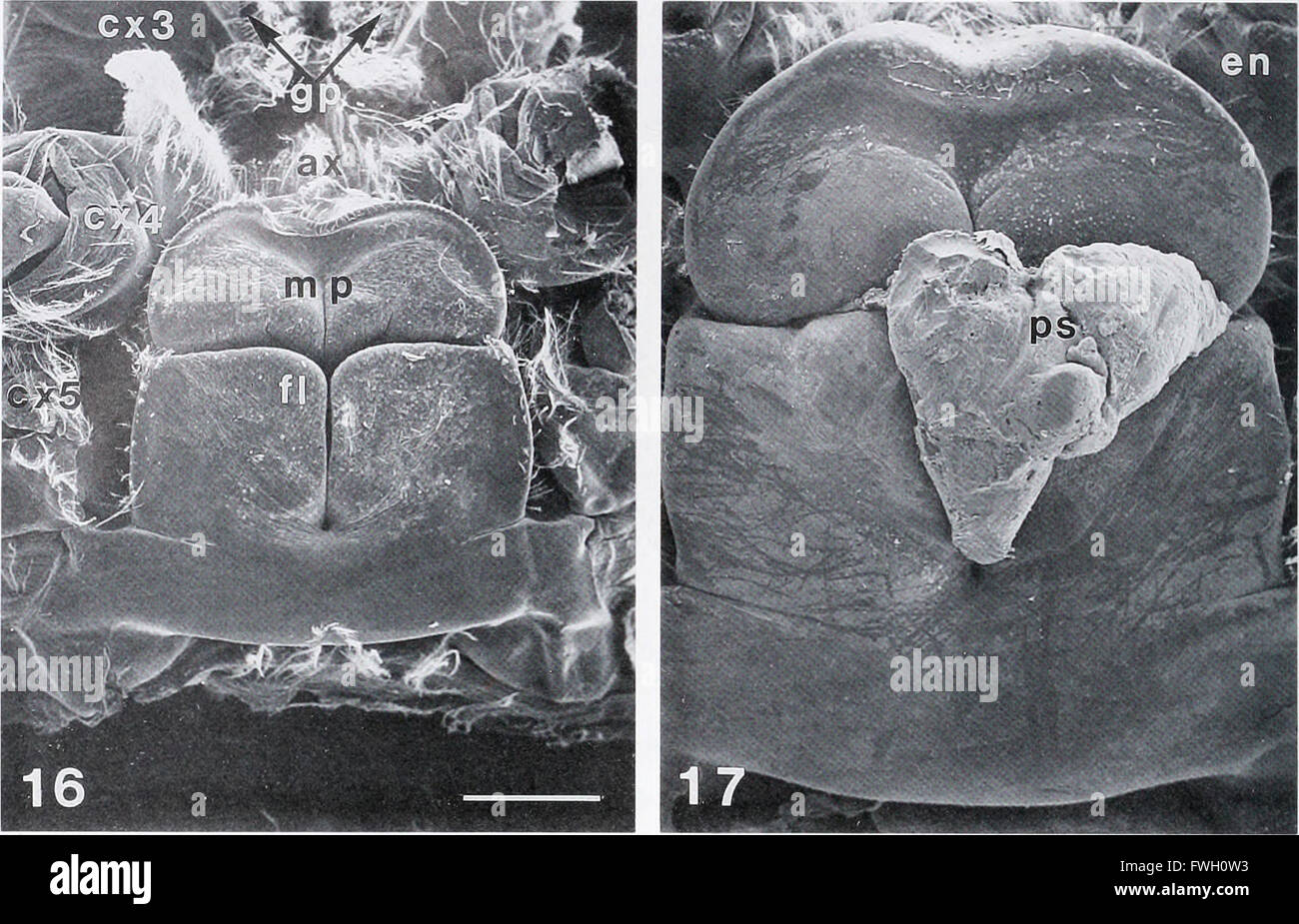 The Biological bulletin Stock Photo - Alamy