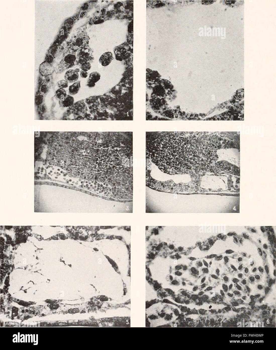 The Biological Bulletin presents important biological research ...