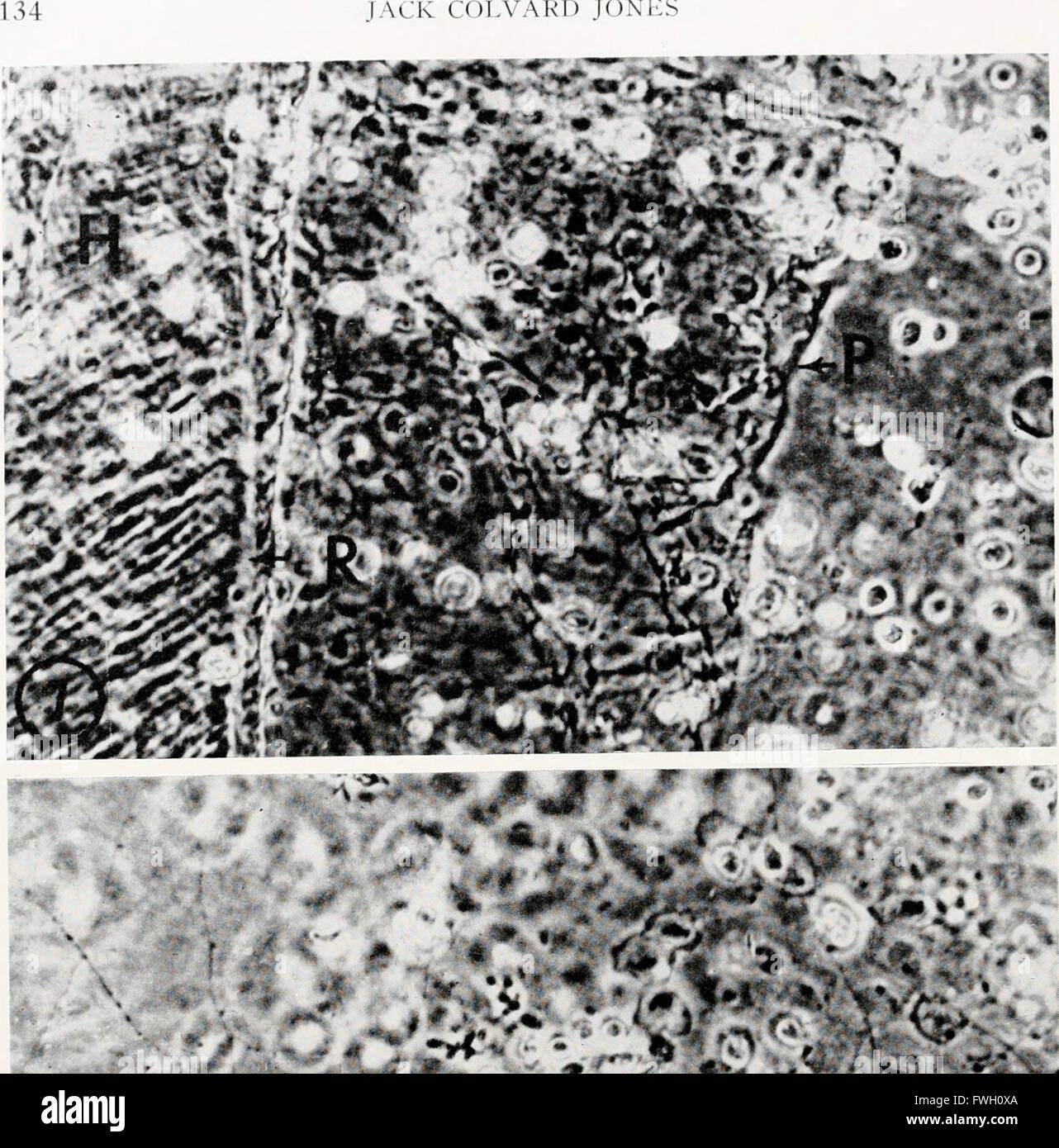 The Biological Bulletin publishes research across various biological ...