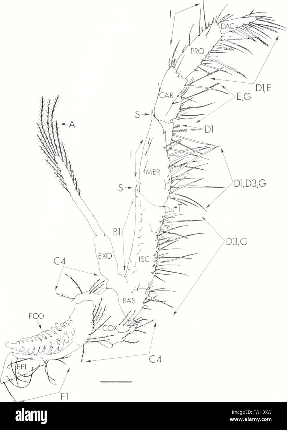 The Biological Bulletin is a scientific journal focusing on biological ...