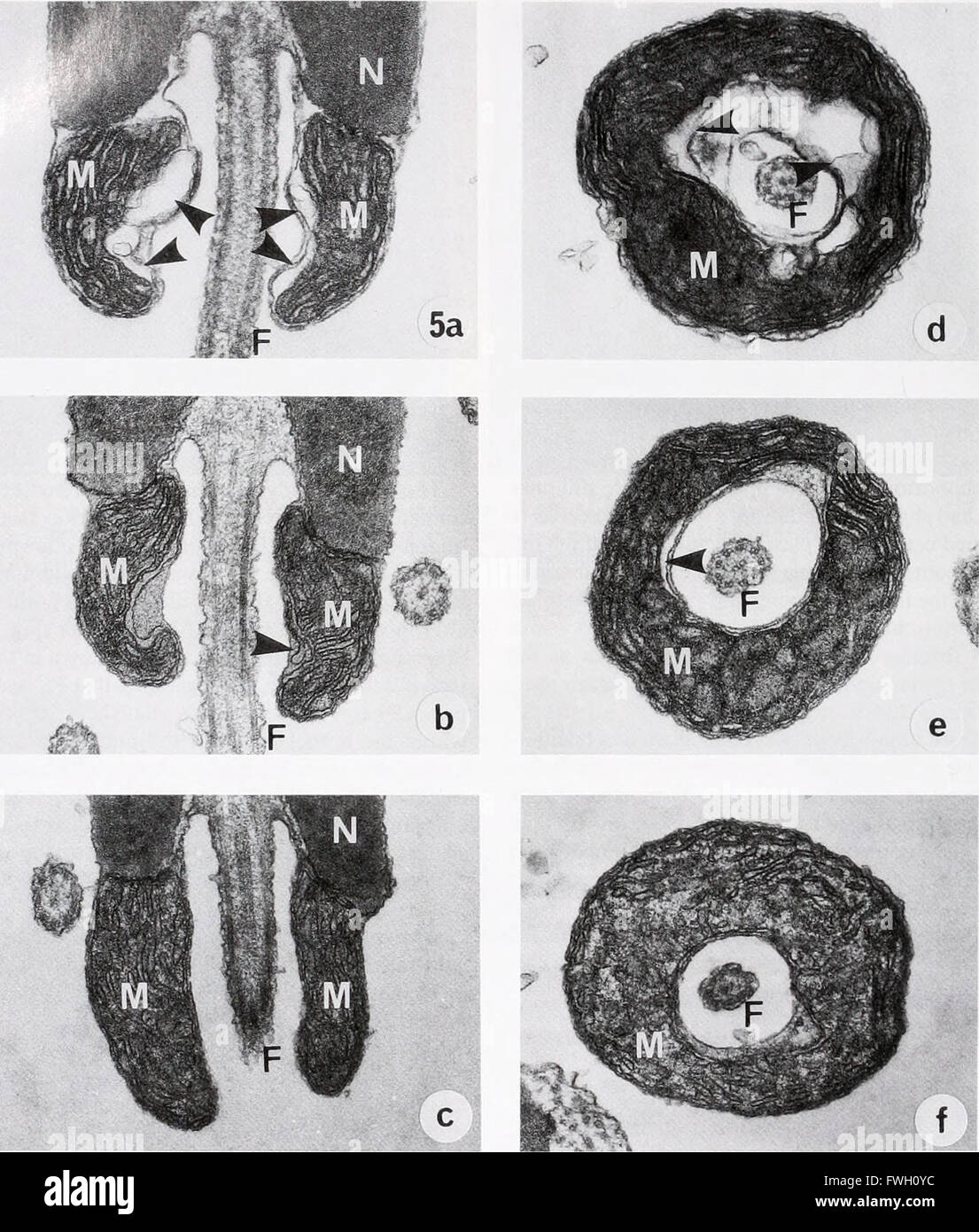 The Biological bulletin Stock Photo - Alamy