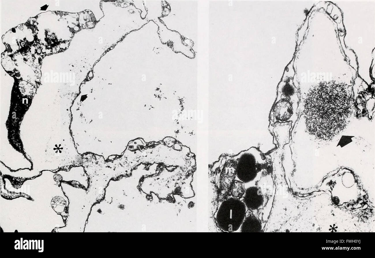 The Biological bulletin Stock Photo - Alamy