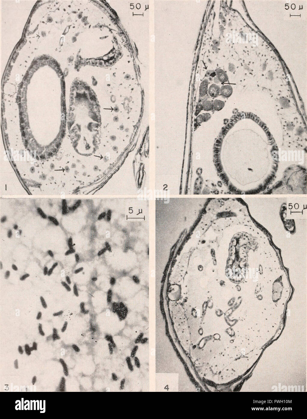 The Biological bulletin Stock Photo - Alamy