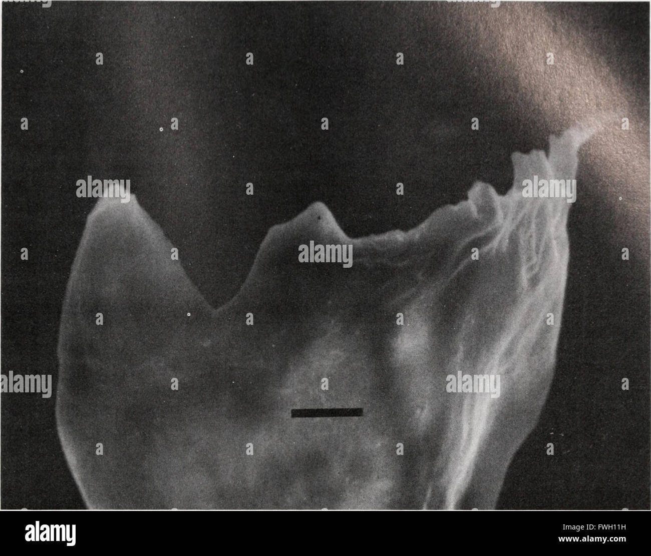 'The Biological Bulletin' is a scholarly journal focusing on biological ...