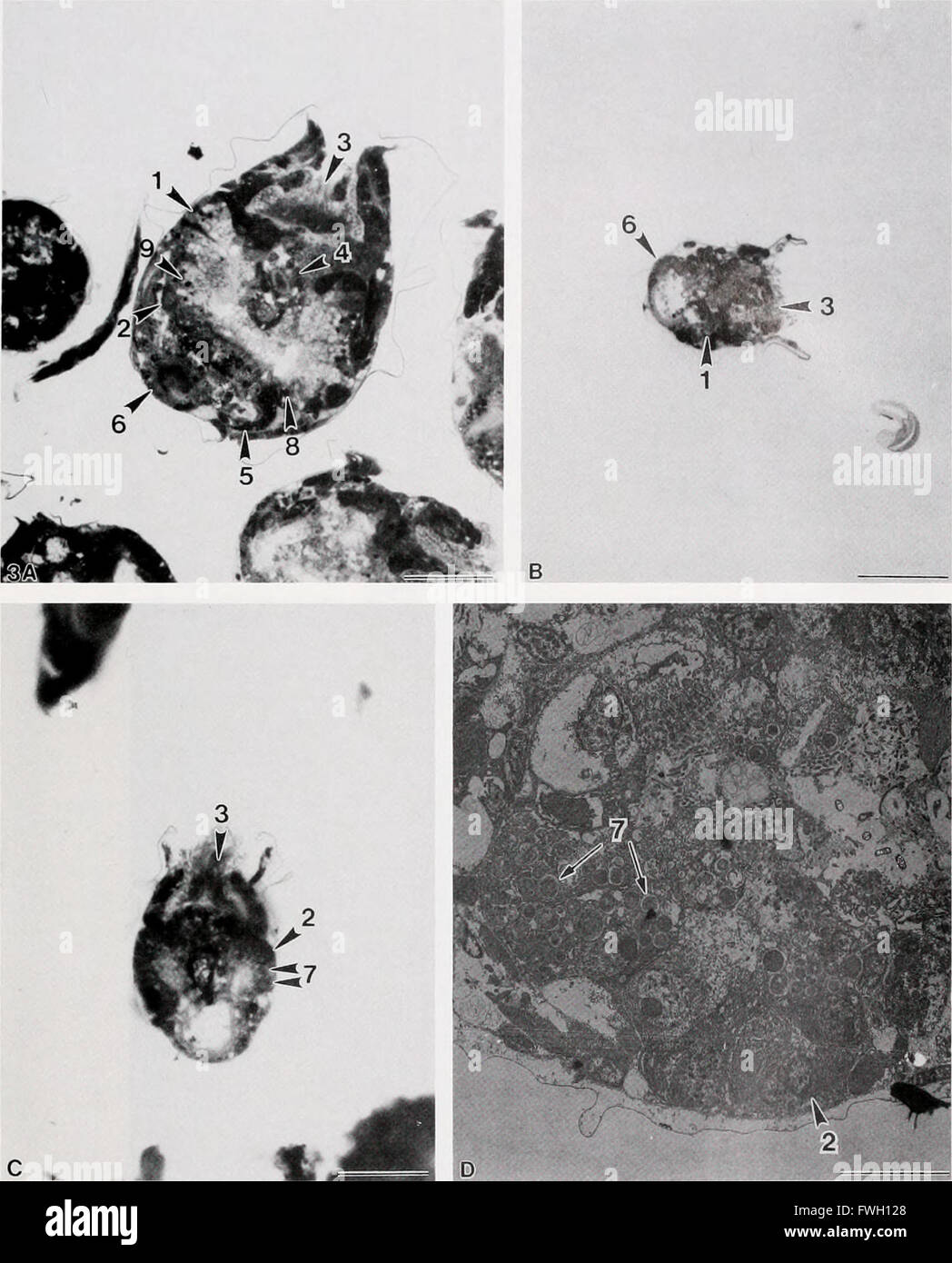 The Biological bulletin Stock Photo - Alamy