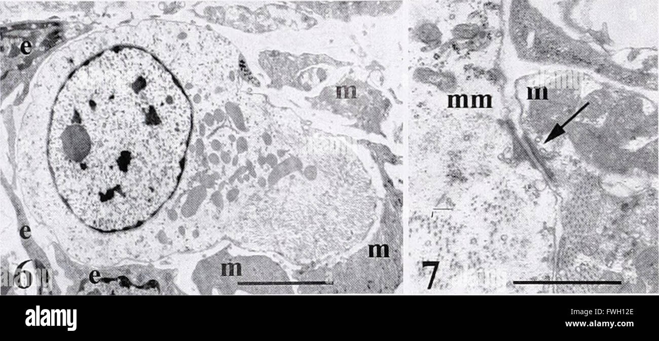 The Biological bulletin Stock Photo - Alamy