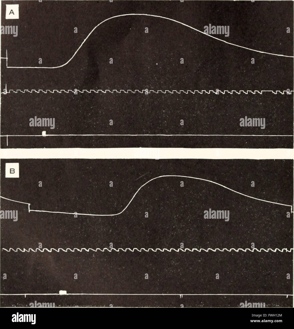 The Biological bulletin Stock Photo - Alamy